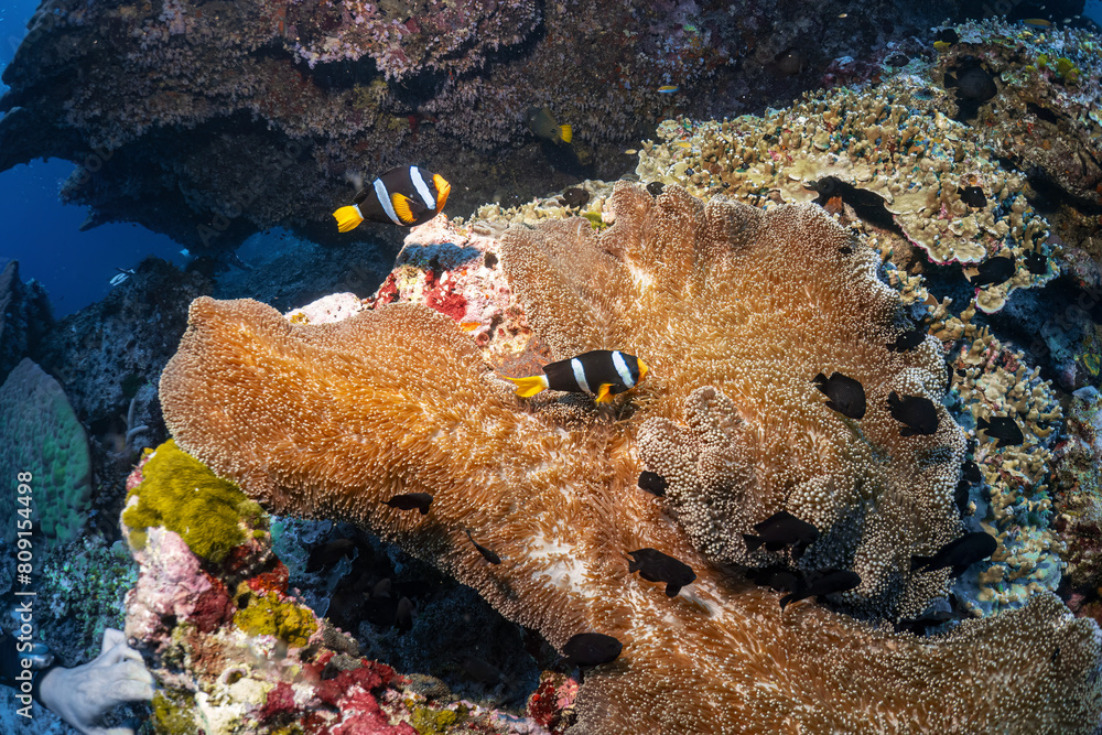 Underwater sea anemone fish swim around coral reef rock photography in ...