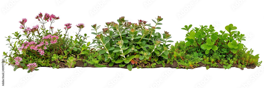 set of creeping ground covers with small flowers, used for landscaping ...