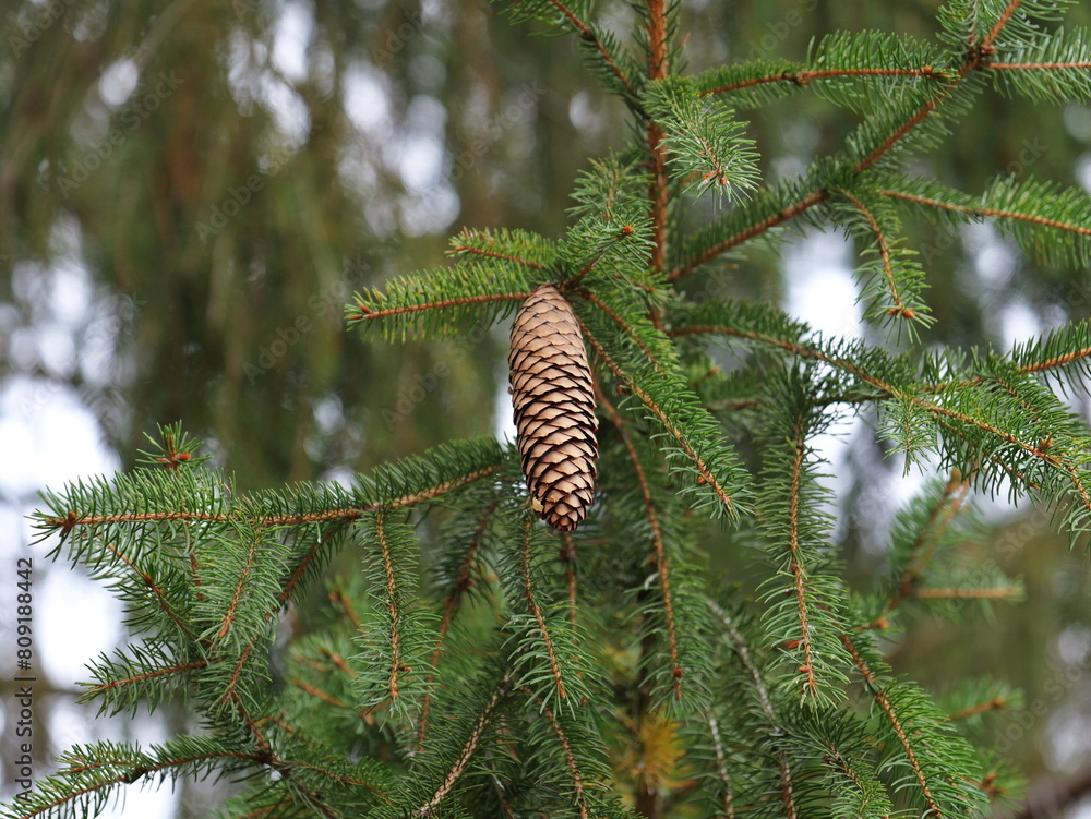 Spruce trees produce male and female cones. Male cones are smaller and ...