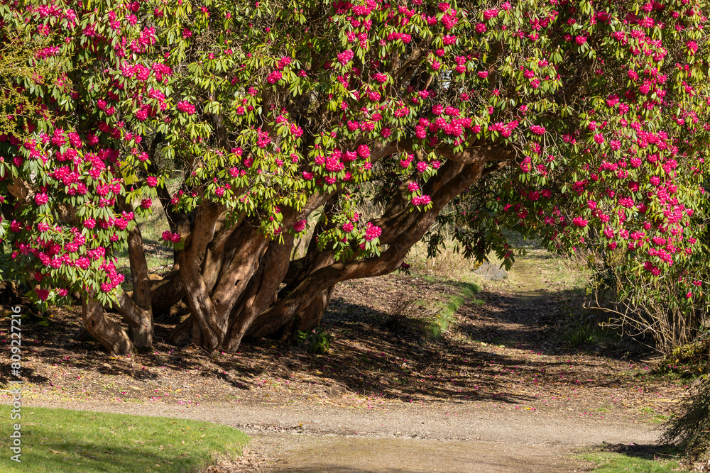Red Rhododendron flowering tree evergreen leaves arches over park ...