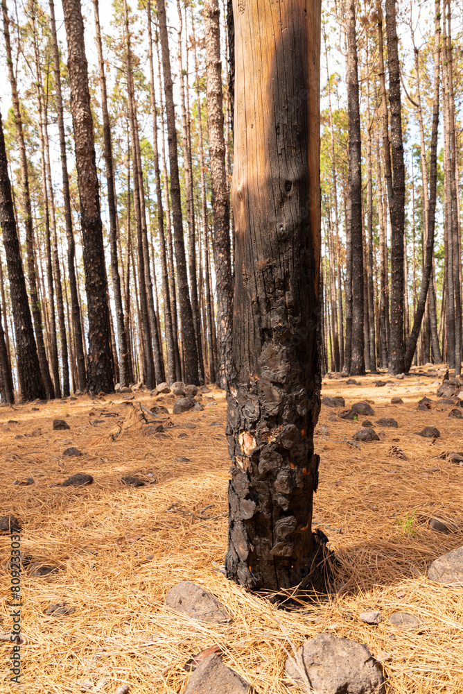 A tree with a large blackened trunk stands in a forest. The tree is ...