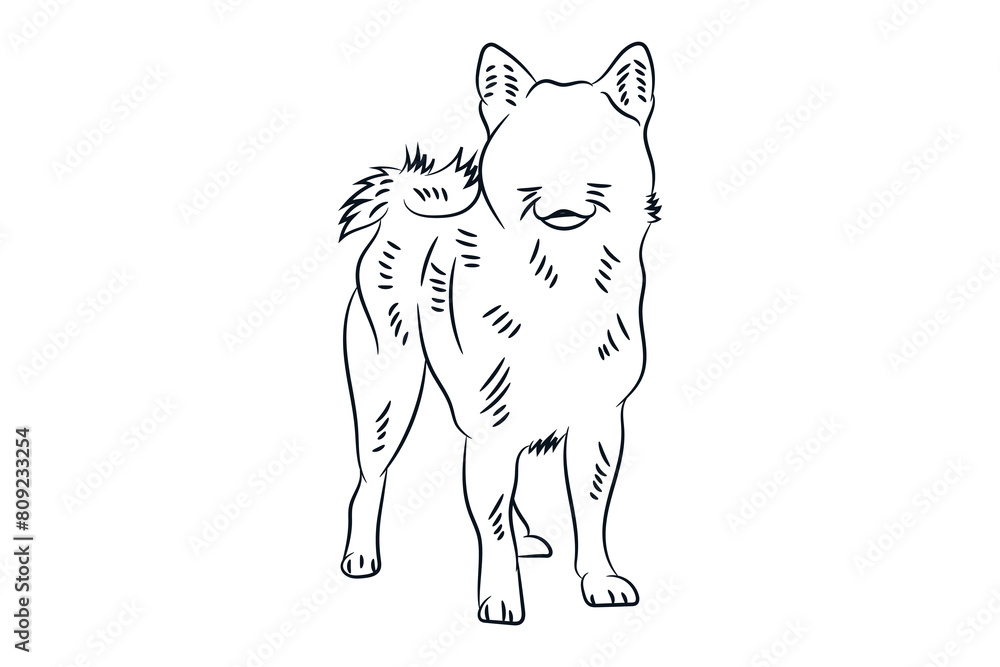Shiba dog standing pose line drawing hand drawn clip art vector ...