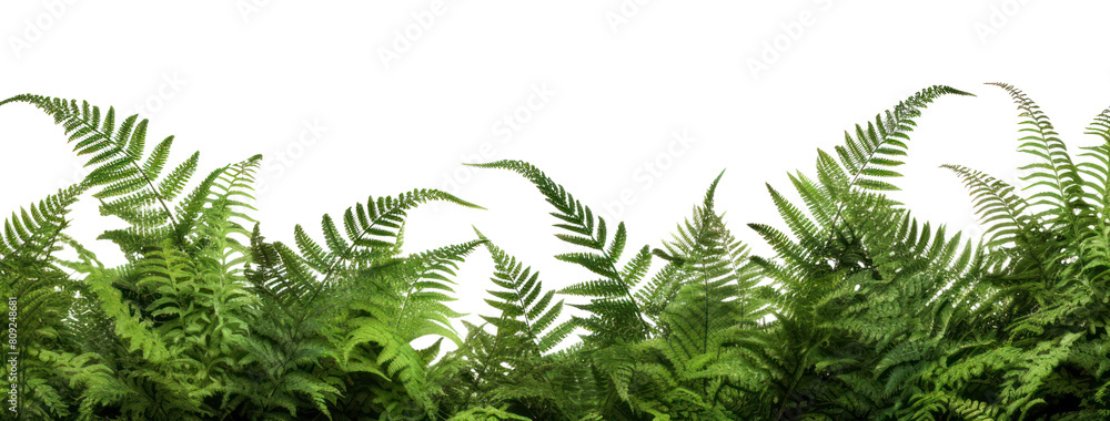 PNG Green tree ferns border backgrounds plant green. Stock Photo ...