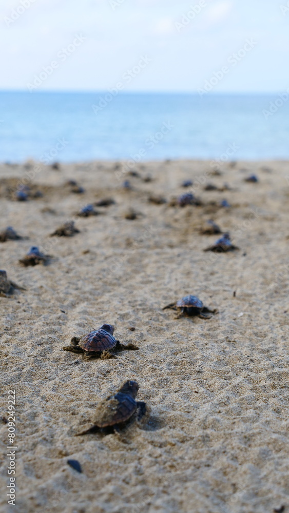 Sea turtle hatch in Jamaica Stock Photo | Adobe Stock