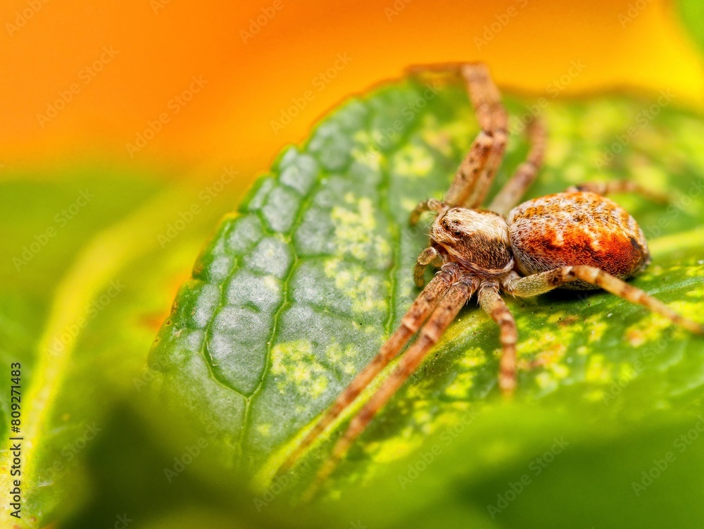 Cheiracanthium inclusum, alternately known as the black-footed yellow ...