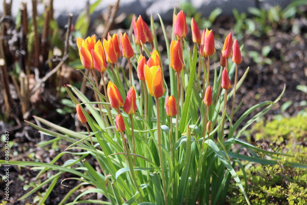 Sweden. Tulipa kaufmanniana, the water lily tulip, is a species of ...