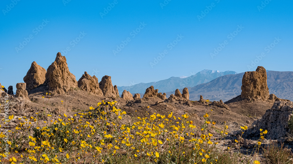 Wildflowers bloom at the Trona Pinnacles in the Panamint Valley, Stock ...