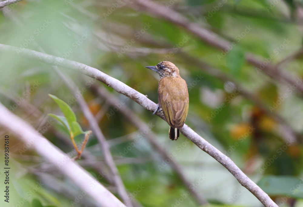 Orinoco piculet (Picumnus pumilus) is a species of bird in subfamily ...