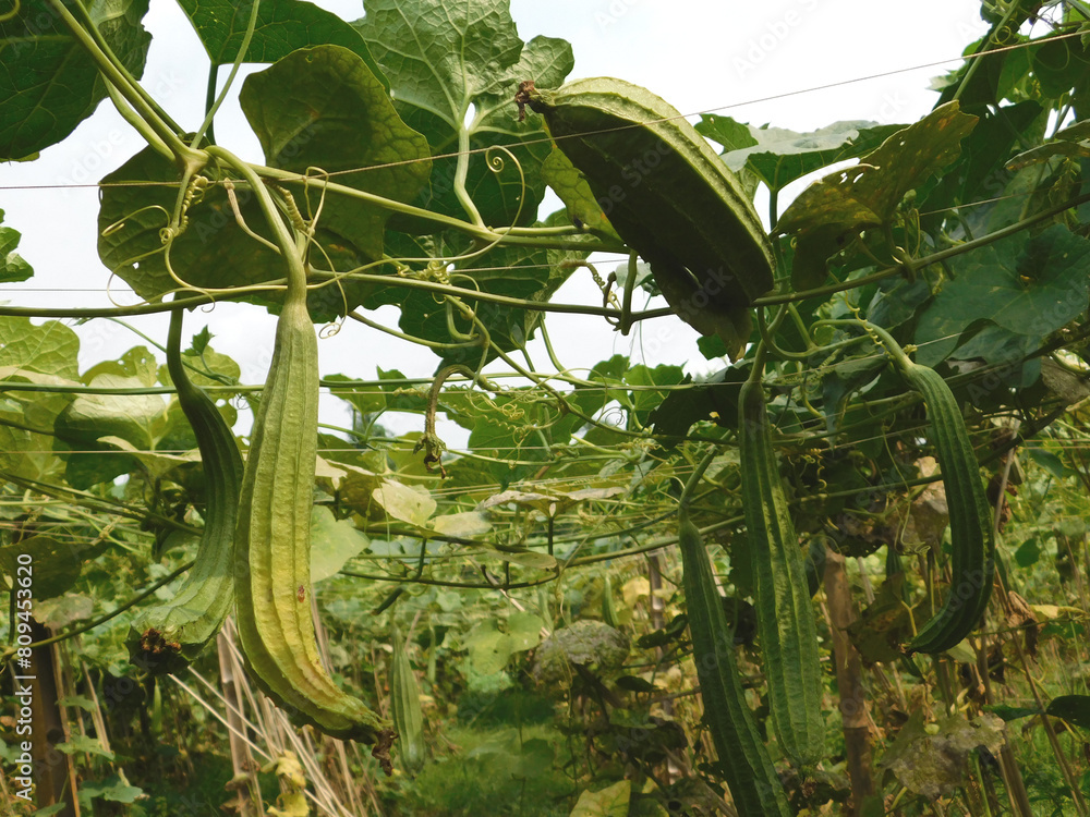 Angled loofah, Angled Gourd (Luffa acutangula (L.) Roxb) is hanging ...