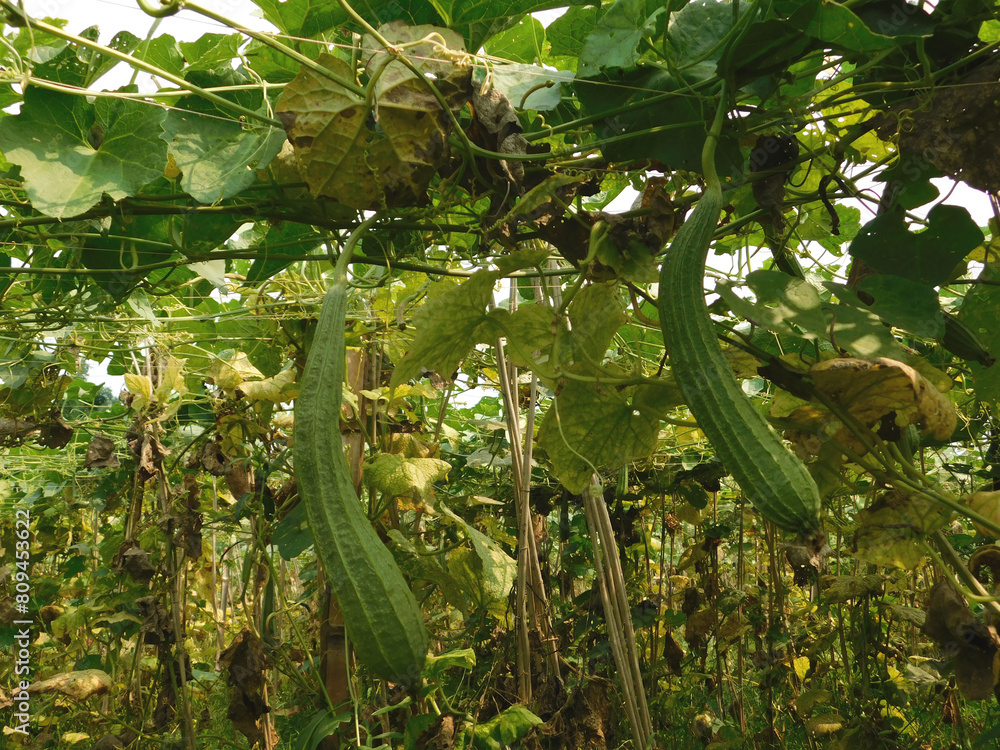 Angled loofah, Angled Gourd (Luffa acutangula (L.) Roxb) is hanging ...