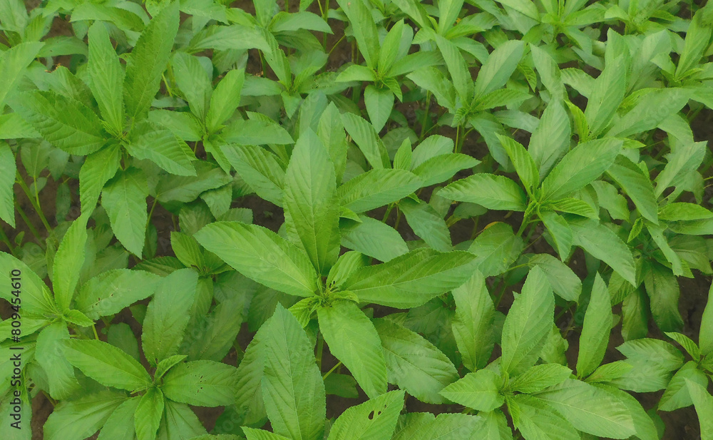 Jute leaves are also known as saluyot, ewedu or lalo Jute leaves are ...