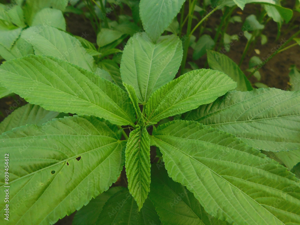 Jute leaves are also known as saluyot, ewedu or lalo Jute leaves are ...