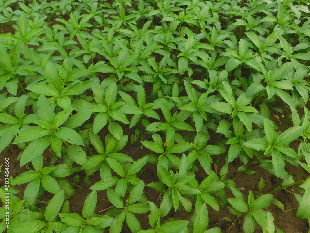 Jute leaves are also known as saluyot, ewedu or lalo Jute leaves are ...