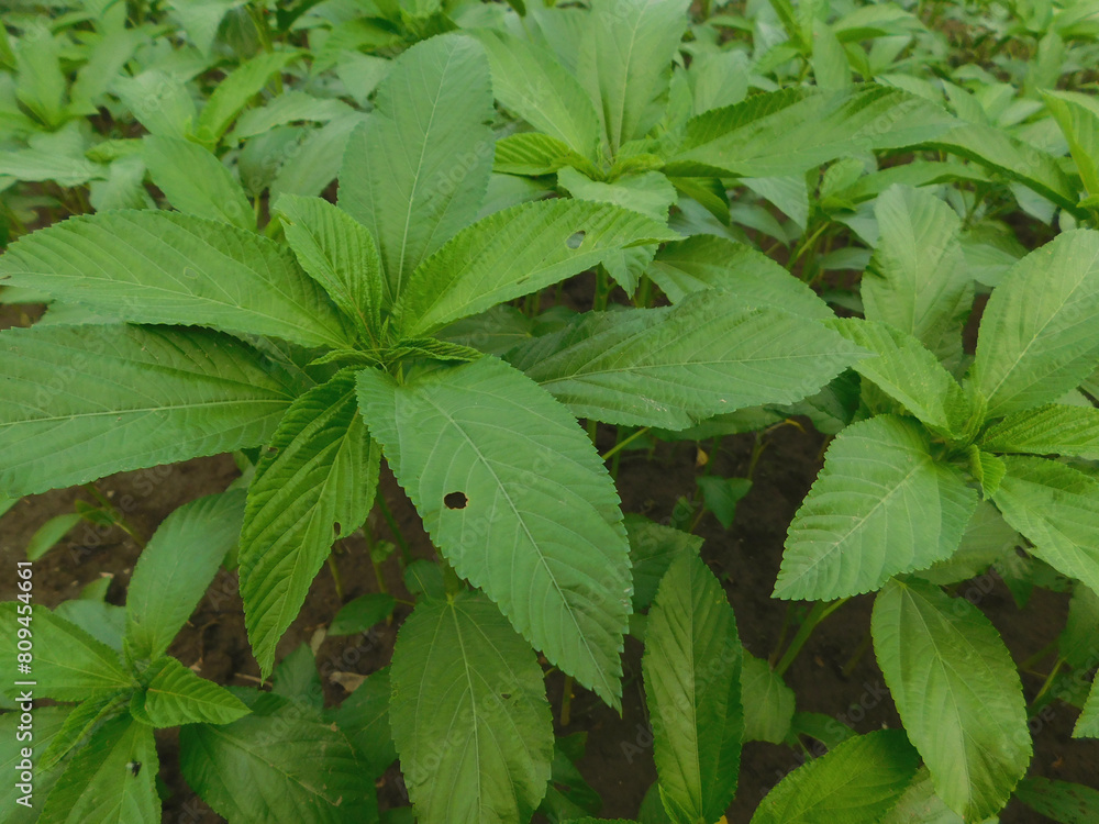 Jute leaves are also known as saluyot, ewedu or lalo Jute leaves are ...