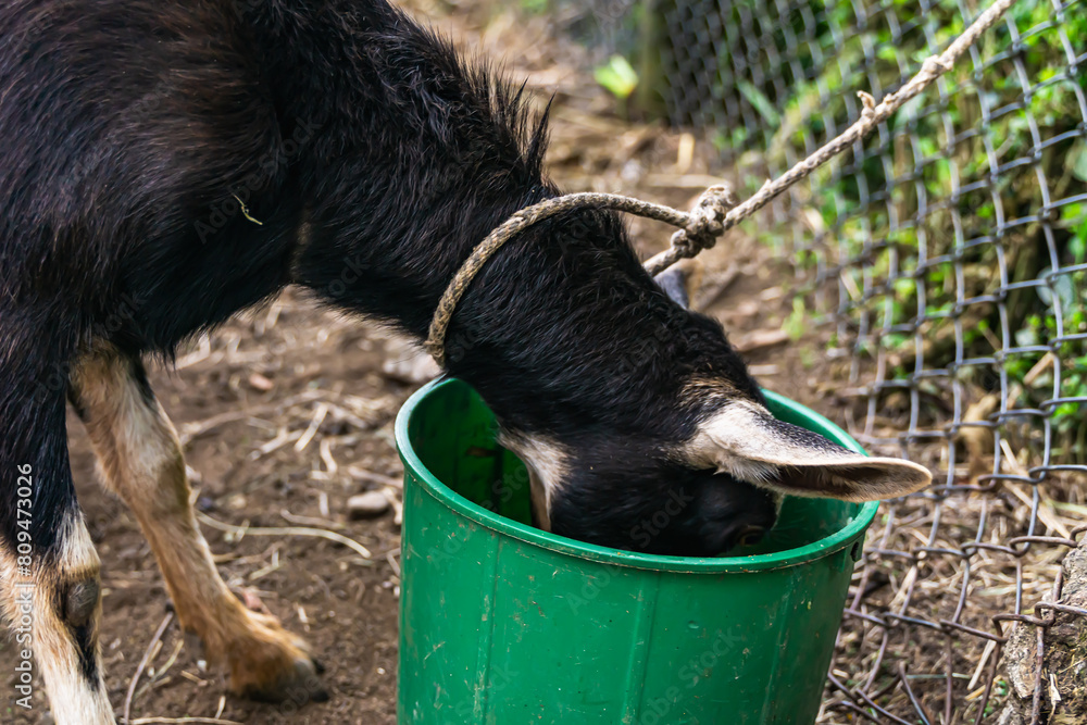 Black goat eating in a green bucket on the farm while being milked ...
