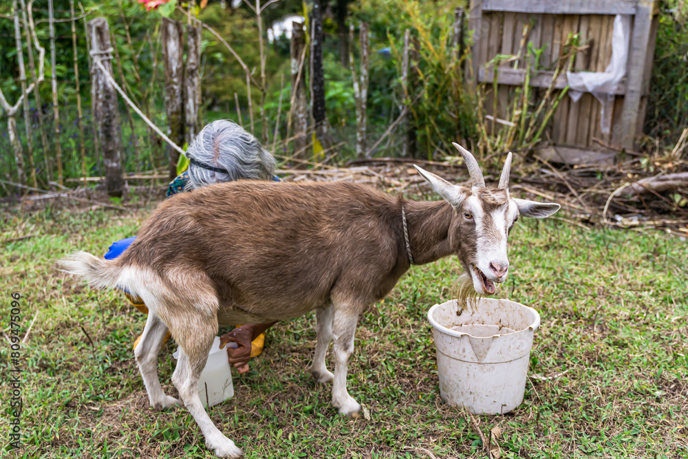 Older Latina woman with gray hair and yellow boots milking goat on her ...