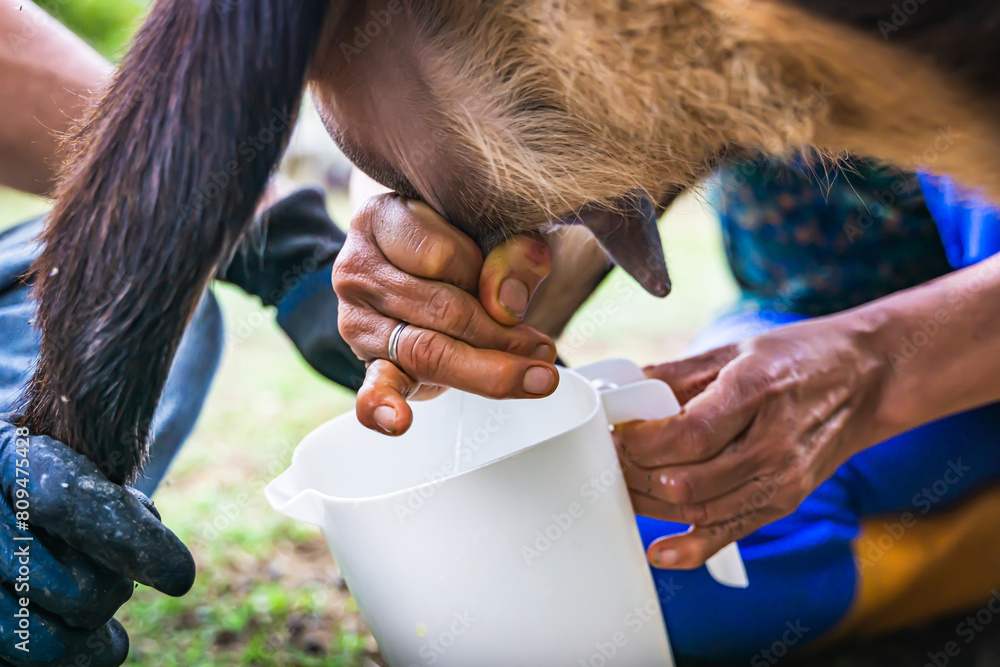 Old Latino couple milking goats on their farm. Colombian farmers ...