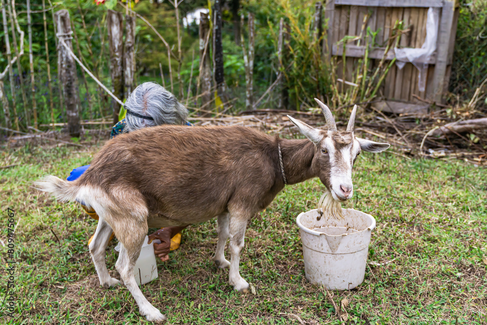 Older Latina woman with gray hair and yellow boots milking goat on her ...