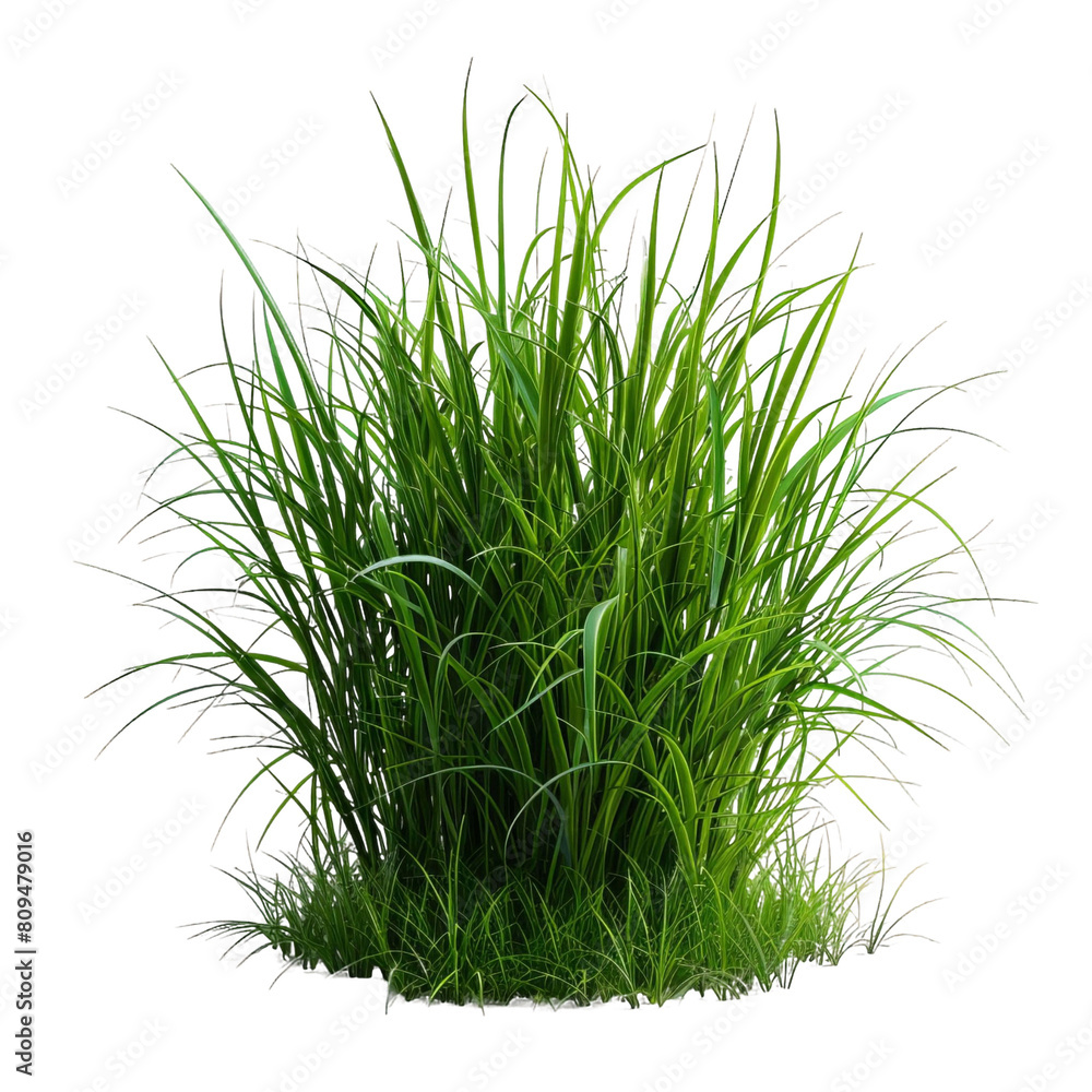 Green grass PNG image with transparent background. The image is of a clump of grass with long ...