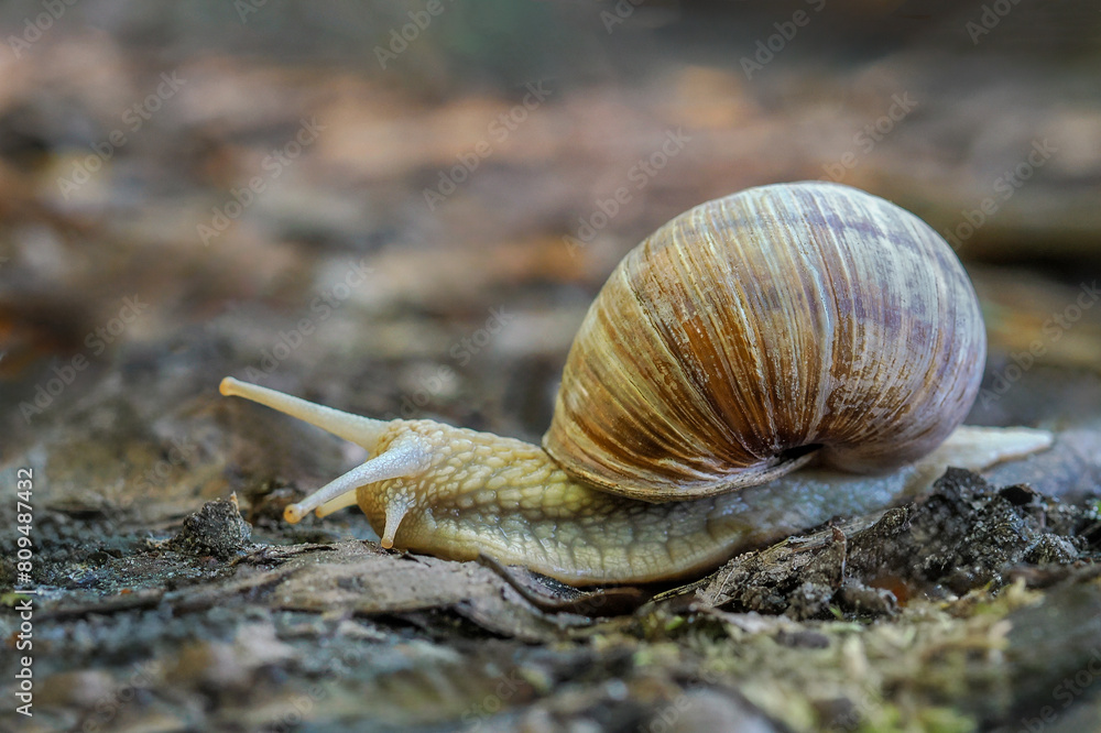 The red snail is a species of land snail from the snail family. It ...