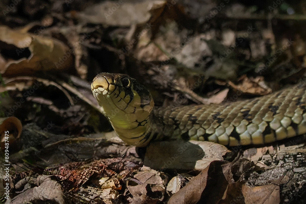 Poland, snake Natrix natrix - a species of non-venomous snake from the ...