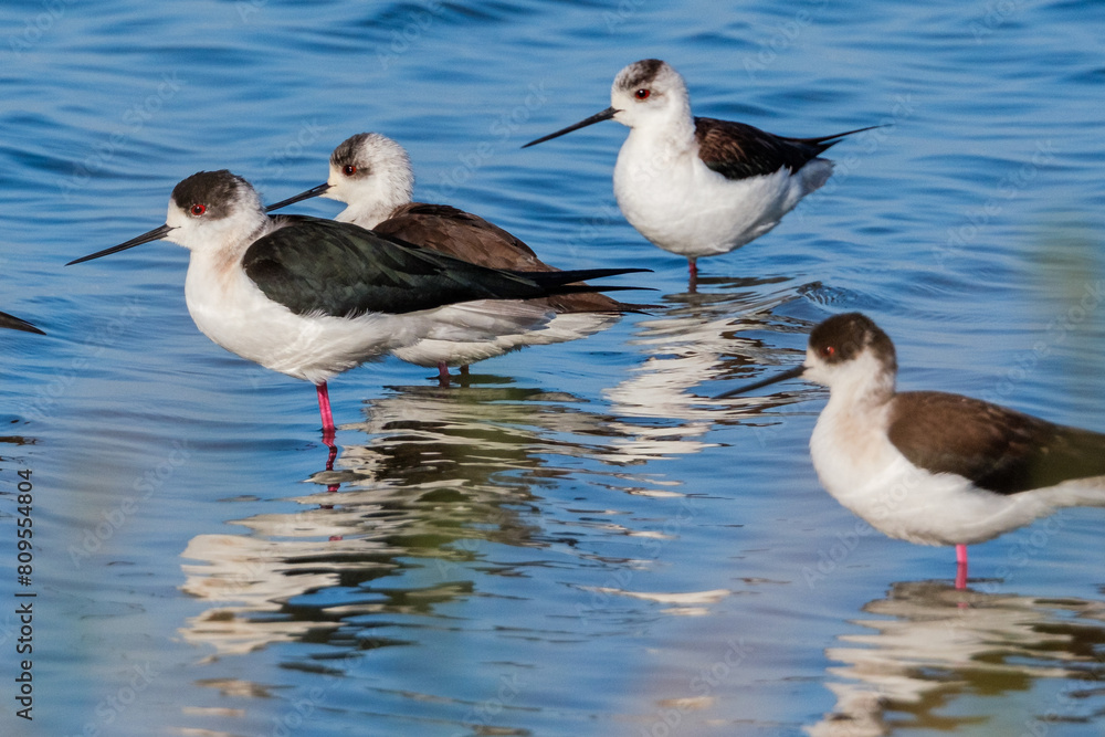 There are nearly 300 bird species in the bird paradise located in the ...