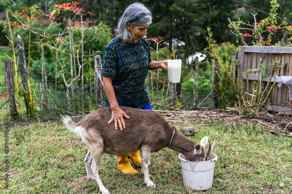 Older Latina woman with gray hair and yellow boots milking goat on her ...
