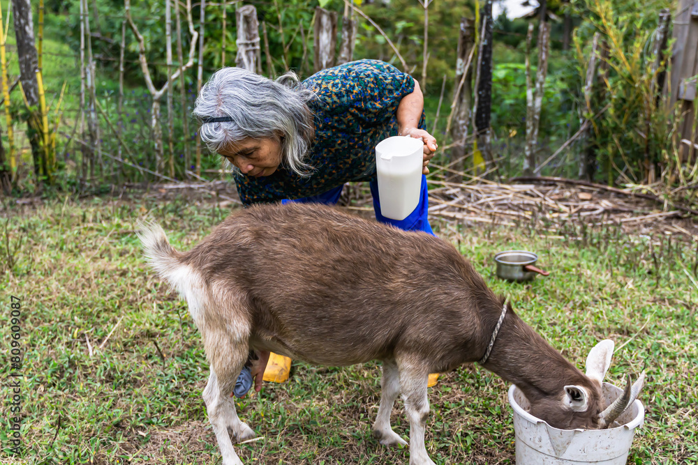 Older Latina woman with gray hair and yellow boots milking goat on her ...