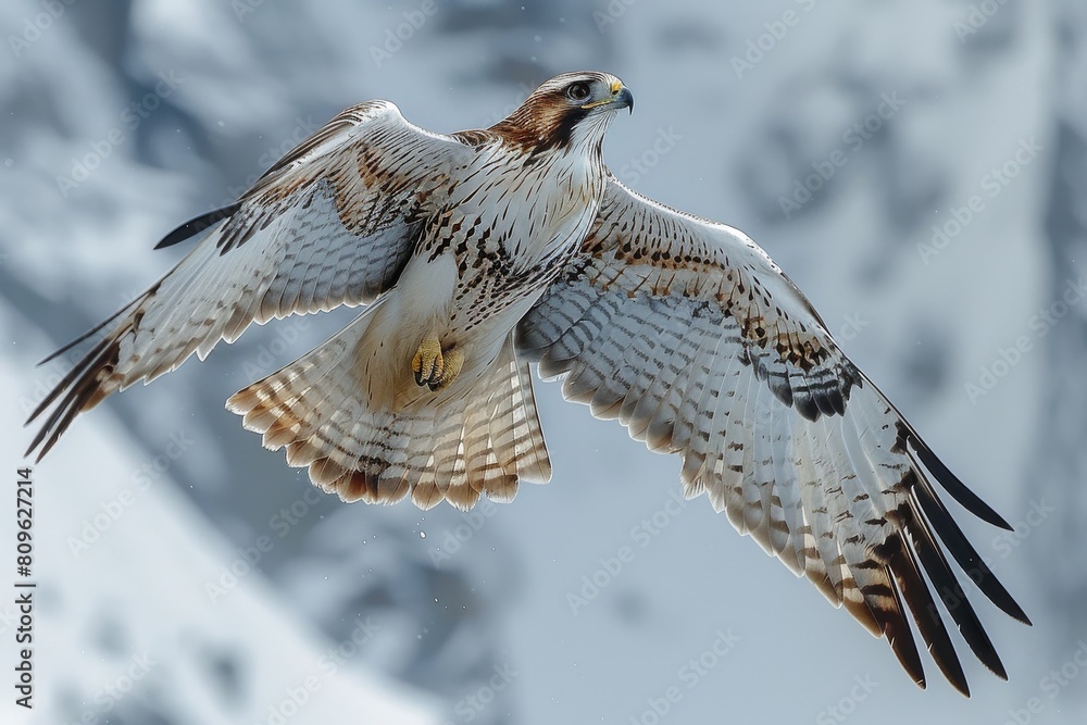Stunning red-tailed hawk flying with extended wings against a backdrop ...