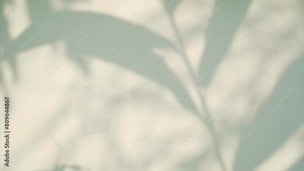 Shadow Background Wall Light White Beige Overlay Abstract Plant 4k ...