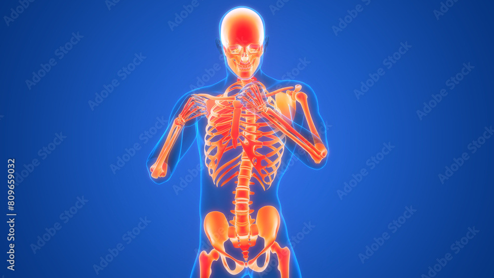 Human Skeleton System Bone Joints Anatomy Stock Illustration | Adobe Stock