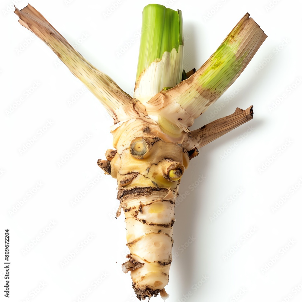 The knobby, brown surface of the iris root is covered in small, fibrous ...