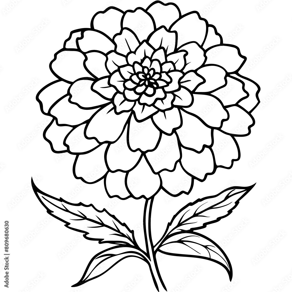 Marigold Flower outline illustration coloring book page design ...