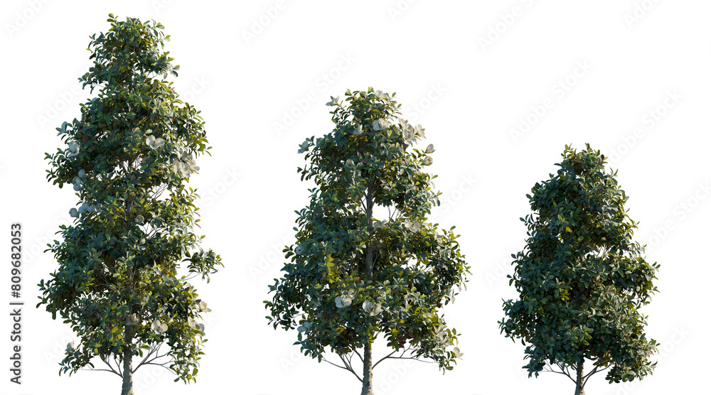 Magnolia grandiflora set frontal tree and bush isolated png on a ...