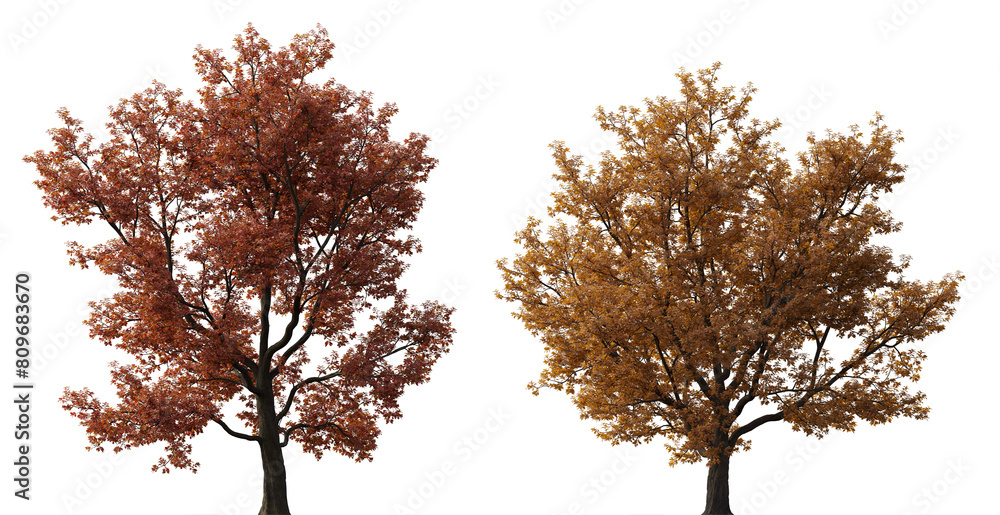 Quercus rubra frontal set of (northern red oak) large red trees autumn ...