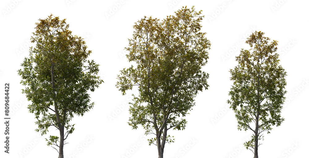 Fraxinus ornus frontal set isolated png on a transparent background ...