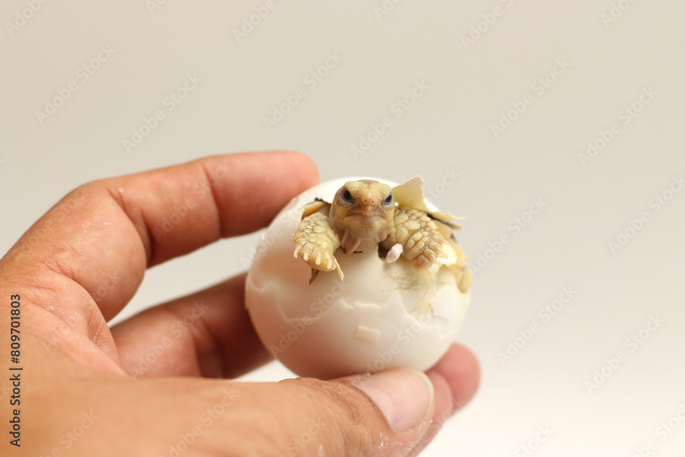 Cute small baby African Sulcata Tortoise in front of white background ...