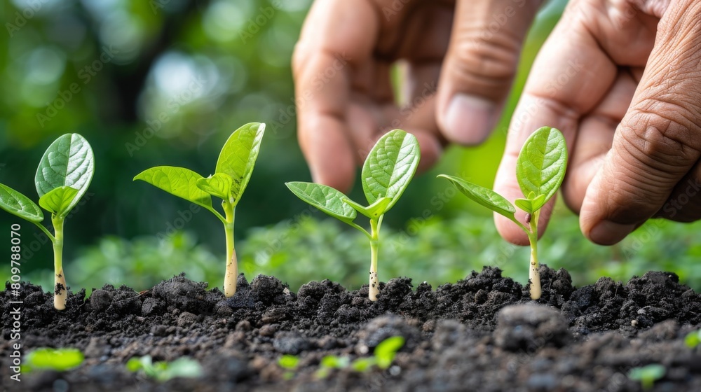 "Human hand nurturing young plants growing in sequence in fertile soil ...