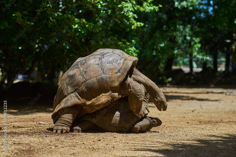 Couple of Aldabra giant tortoises endemic species - one of the largest ...