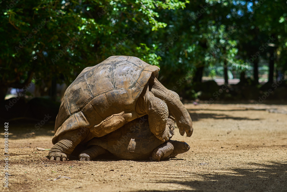 Couple of Aldabra giant tortoises endemic species - one of the largest ...