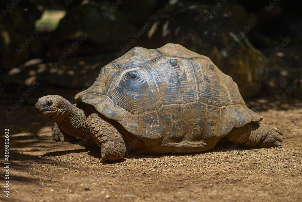 Aldabra giant tortoises endemic species - one of the largest tortoises ...