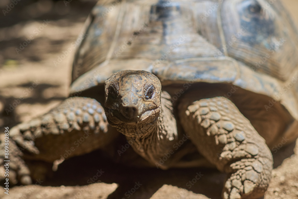 Aldabra giant tortoises endemic species - one of the largest tortoises ...