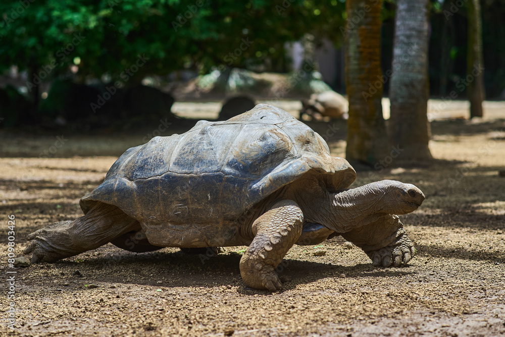 Aldabra giant tortoises endemic species - one of the largest tortoises ...