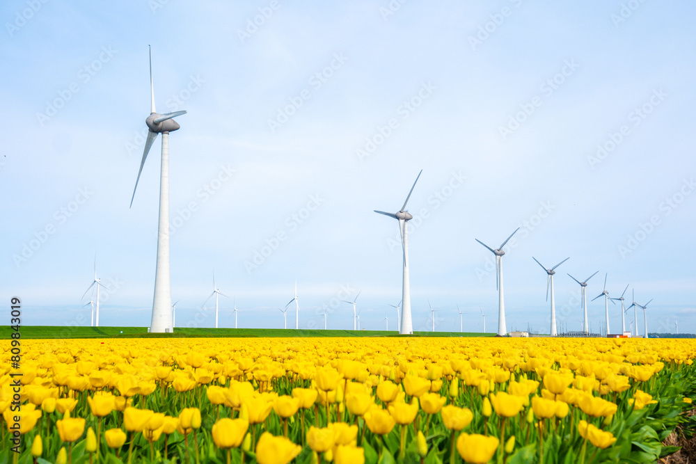 windmill park with tulip flowers in Spring, windmill turbines in the ...