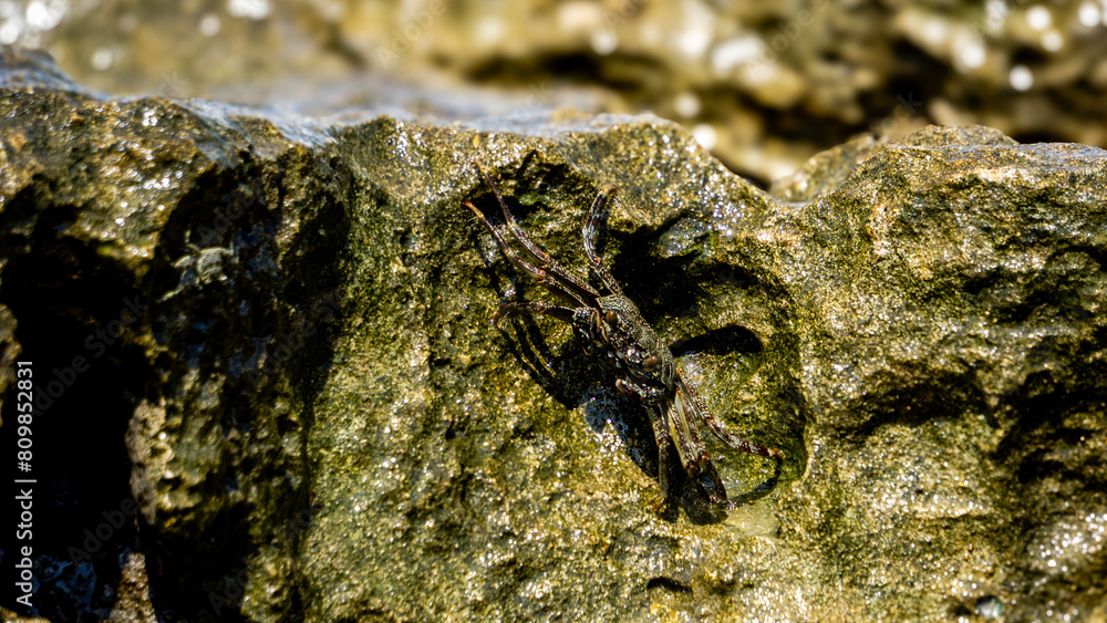 Charybdis feriata ( Rajungan karang, Crucifix Crab, Crucifix Swimming ...
