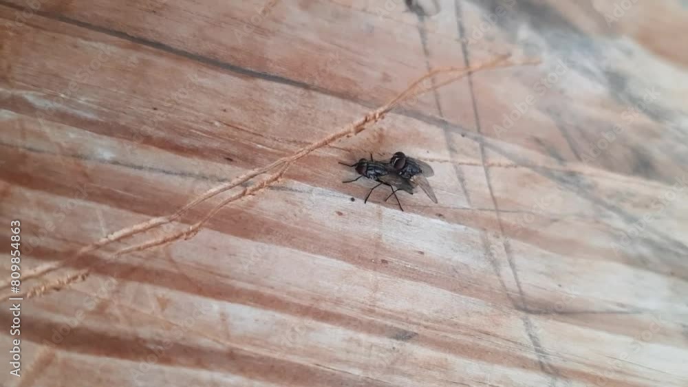 Vidéo Stock Close up Fly matings, mating fly on a wood, mating of ...