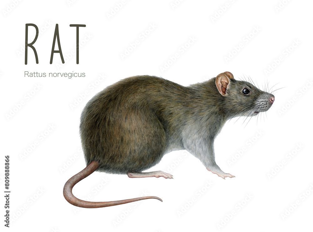 Painted rat animal watercolor illustration. Hand drawn Rattus ...