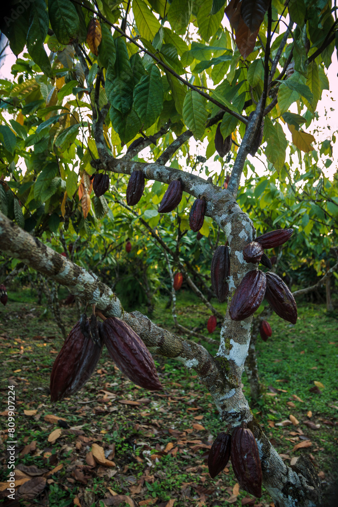 Cocoa cultivation in Tumaco Nariño Colombia Cultivo de cacao en Tumaco ...