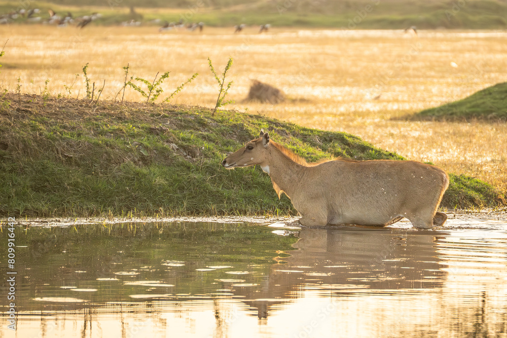 Sambar deer, Rusa unicolor, large animal, Indian subcontinent ...