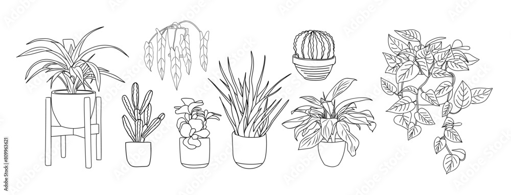 Set of Houseplants outline drawings. Indoor exotic flowers in pots line ...